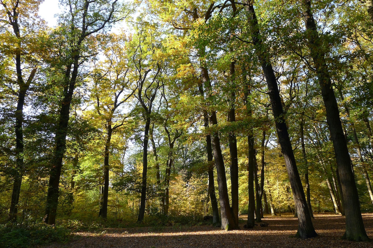 AG mars 2024 sur exercice 2023 - Association des Amis de la Forêt de ...