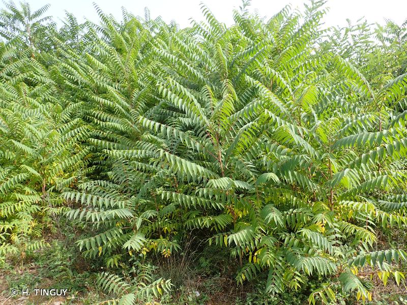 Les espèces invasives dans les forêts de Saint-Germain et de Marly ...